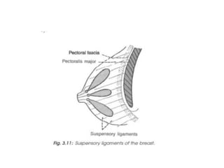 Mammary glands anatomy of mammary glands | PPT