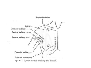 Mammary glands anatomy of mammary glands | PPT