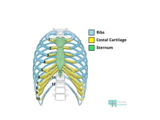 Mammary glands anatomy of mammary glands | PPT