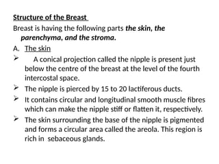 Mammary glands anatomy of mammary glands | PPT