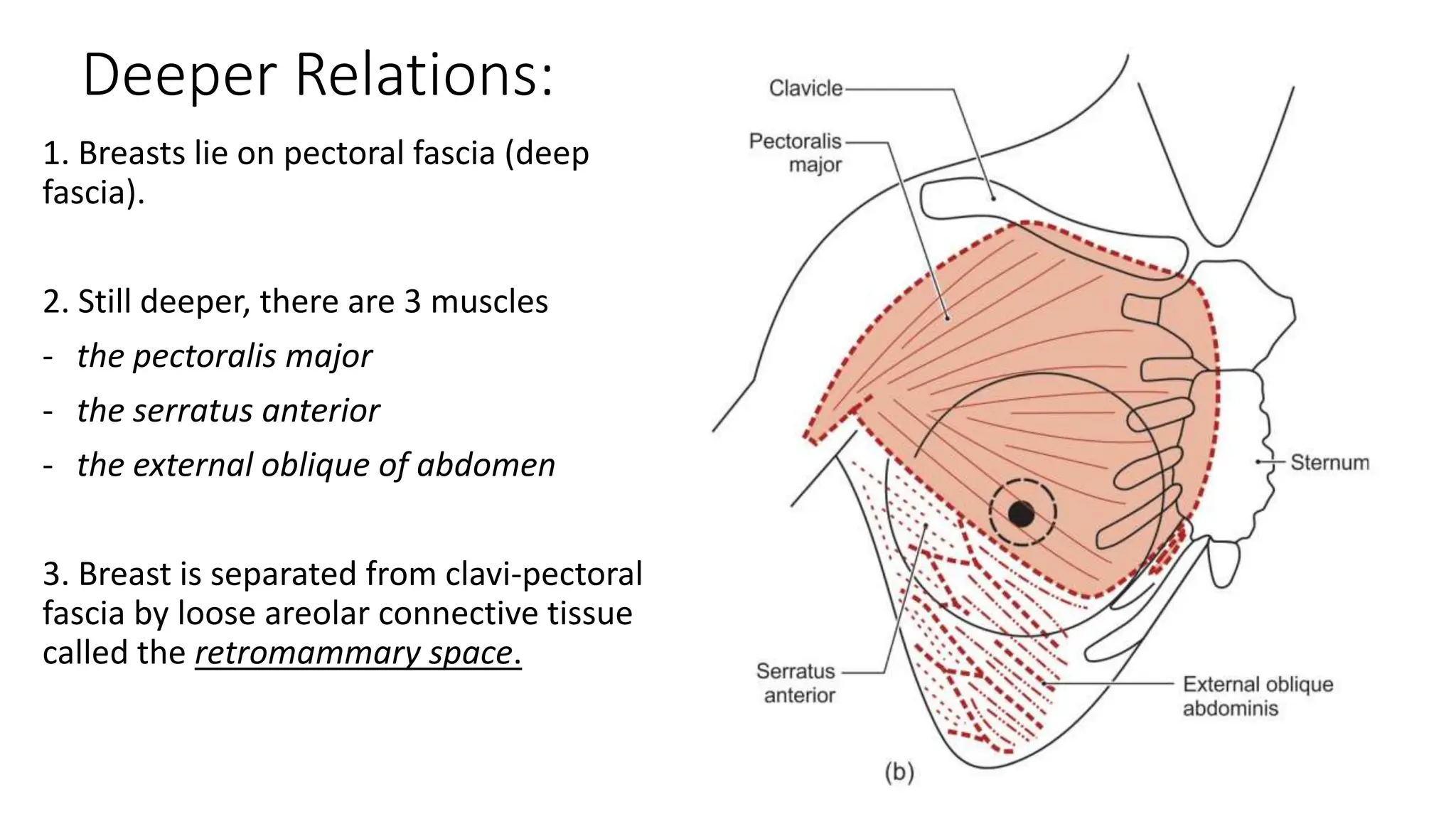 MAMMARY GLANDS FINAL.pptx