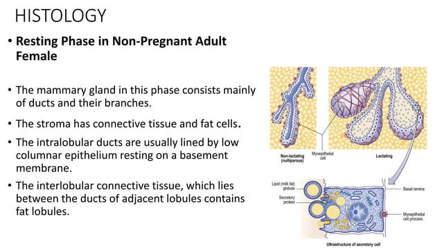 MAMMARY GLANDS FINAL.pptx