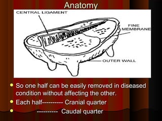 Mammary Gland Anatomy Of Cow