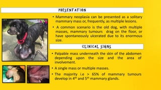 Mammary Gland Tumor- By; Dr. Najmu Saaqib Reegoo DVM | PDF