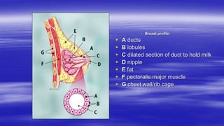 mammography.pptx