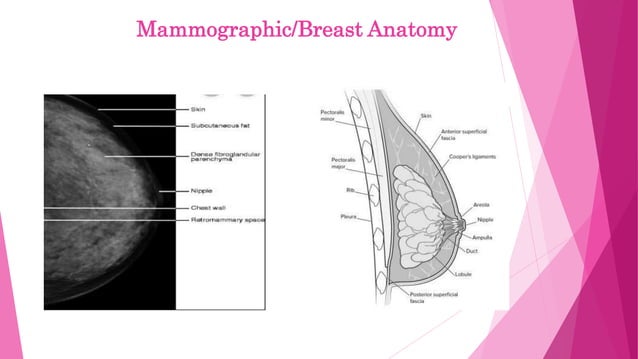 Mammography positioning technique for Cranio Caudal (CC) | PPTX