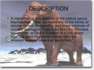 Mammoth | PPT
