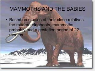 Mammoth | PPT