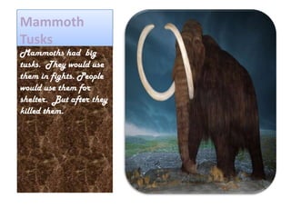 Mammoths by Loren | PPTX