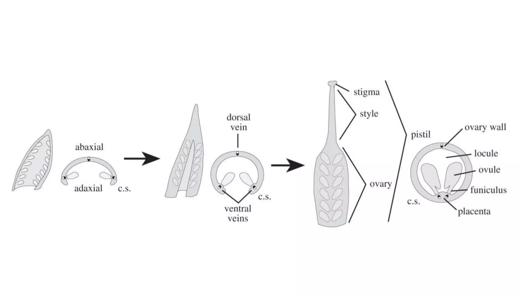 Mam notes figure | PPTX