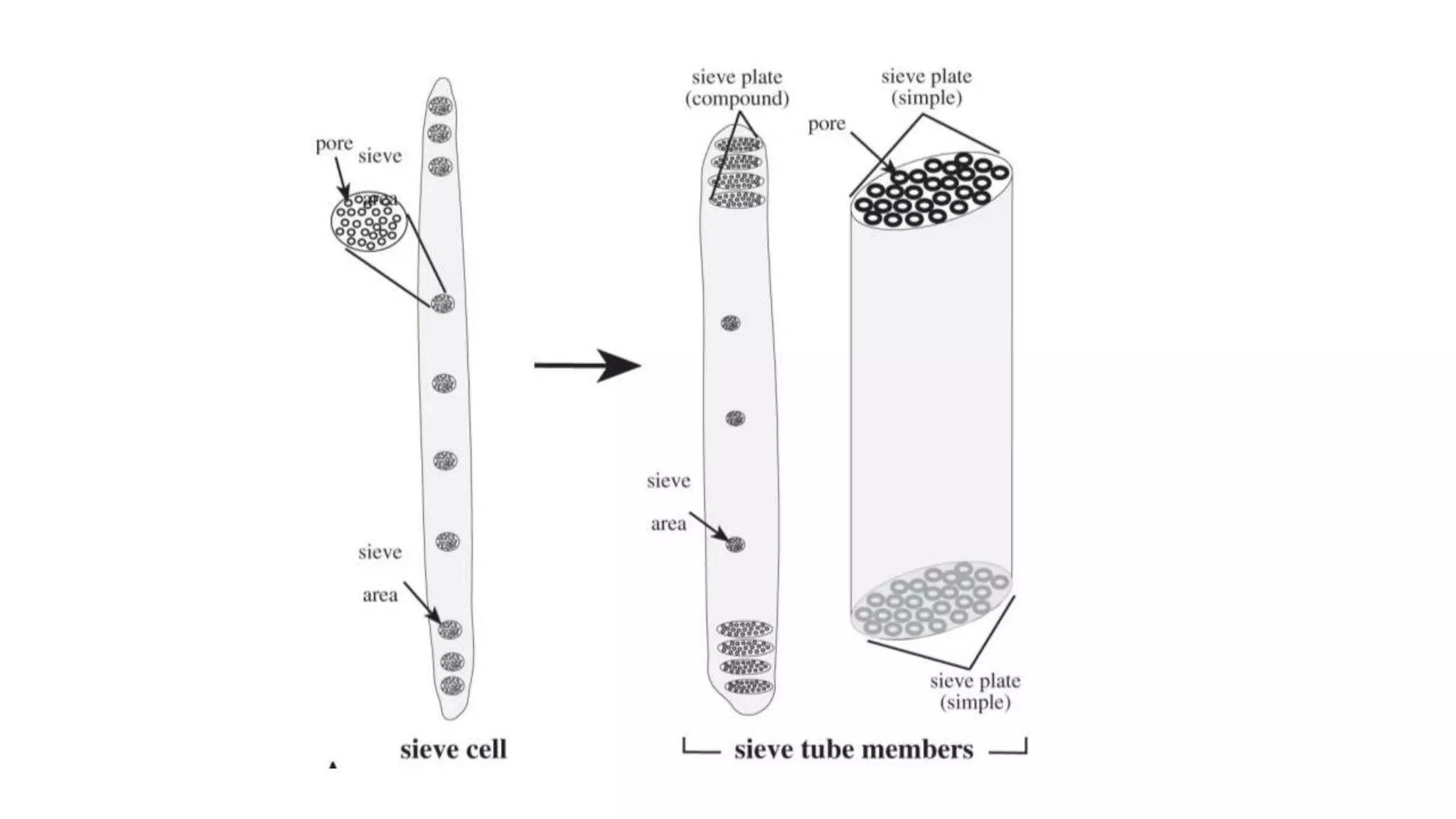 Mam notes figure | PPTX