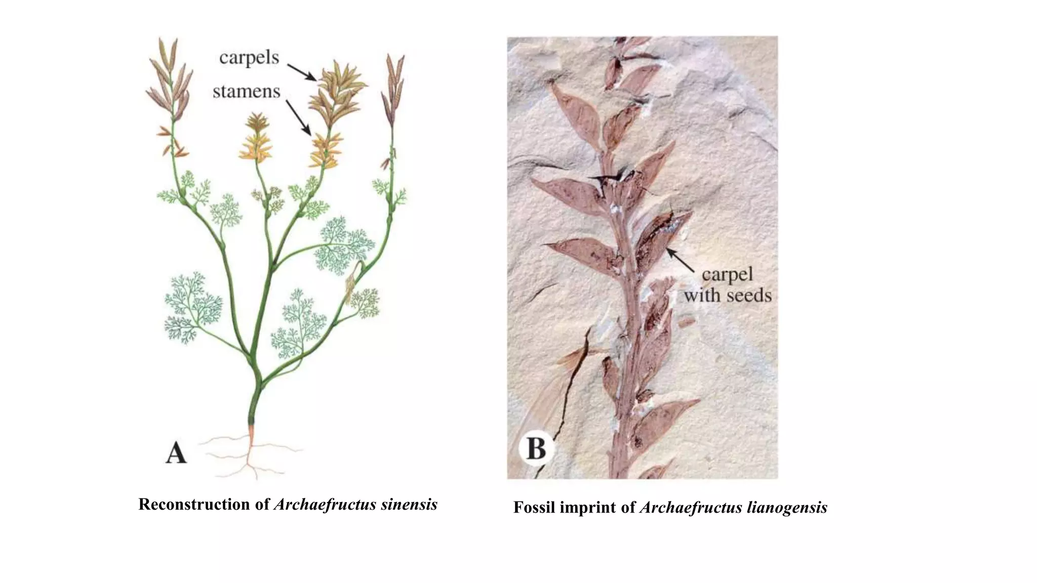 Mam notes figure | PPTX