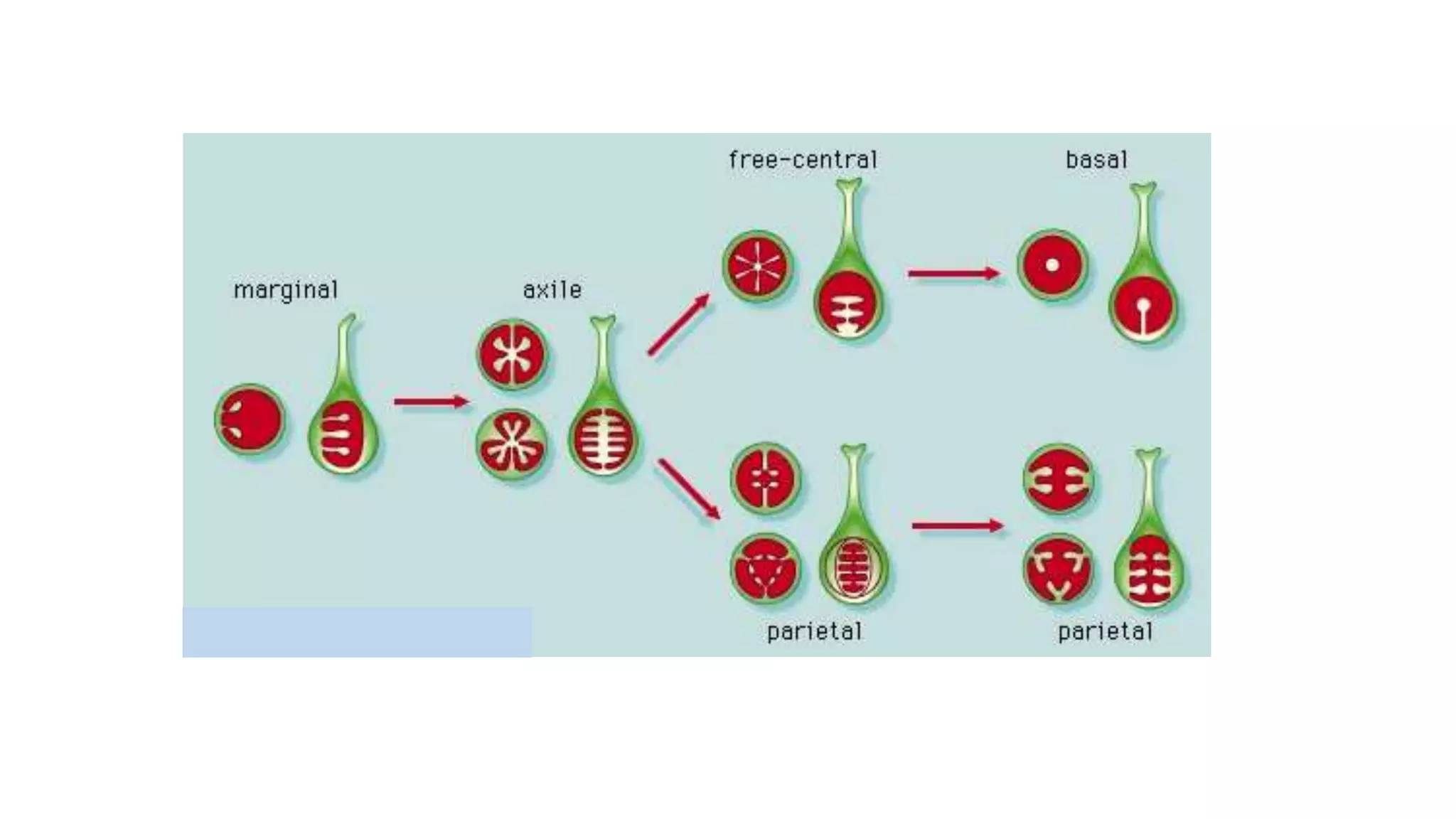 Mam notes figure | PPTX