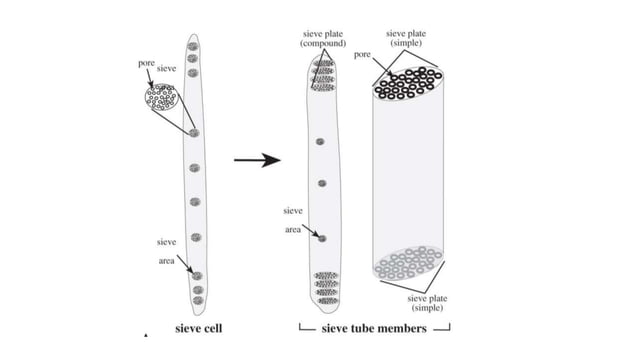 Mam notes figure | PPTX