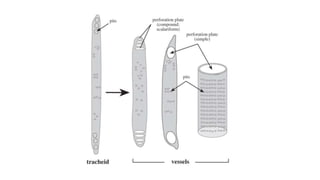 Mam notes figure | PPTX