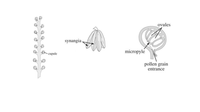 Mam notes figure | PPTX