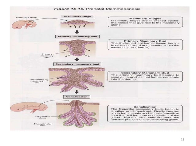 Mamogenesis sir fiaz | PPTX | Pregnancy | Reproductive Health