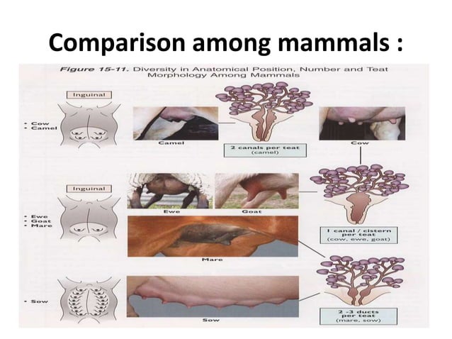 Mamogenesis sir fiaz | PPT