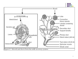 Mamogenesis sir fiaz | PPTX