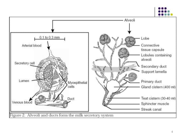 Mamogenesis sir fiaz | PPTX | Pregnancy | Reproductive Health
