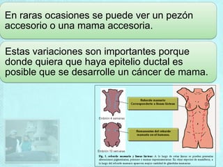 Mamografía de la mama normal | PPTX