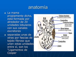Mamografia | PPT