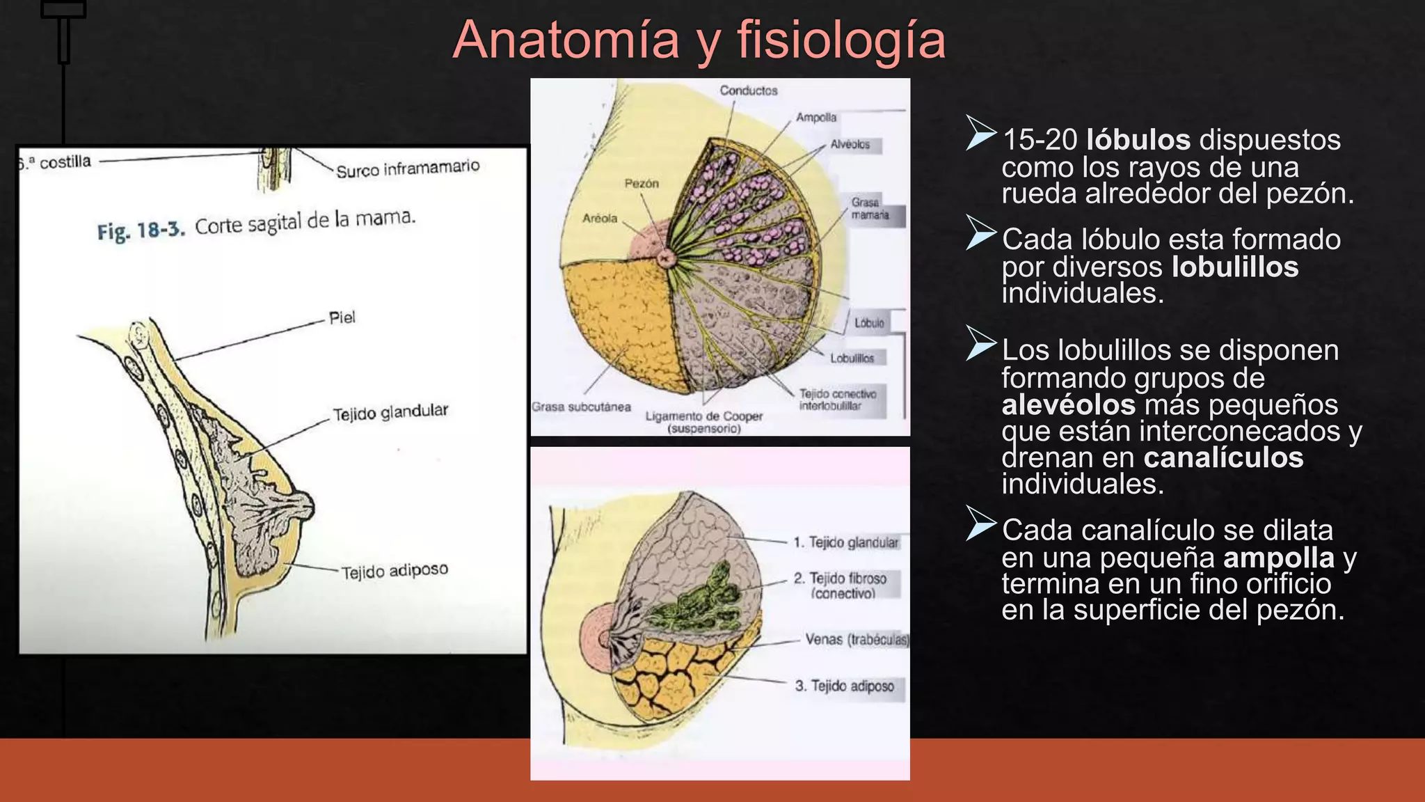 MAMOGRAFIA NORMAL.pptx