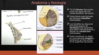 MAMOGRAFIA NORMAL.pptx