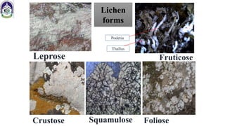 LICHENS AND HUMAN WELFARE | PPT