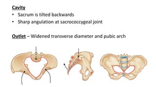 Contracted pelvis | PPTX