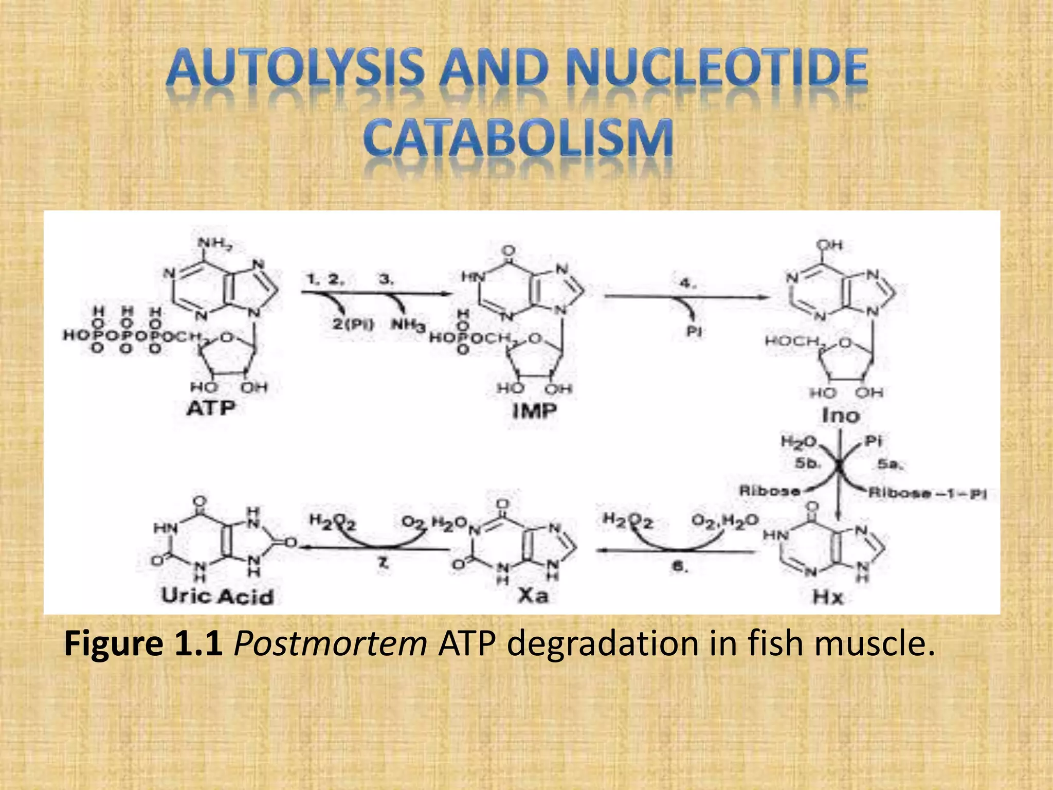 Mamun :AUTOLYSIS IN FISH | PPT