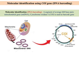 Molecular Identification of Four Damselfly species using COI gene from ...