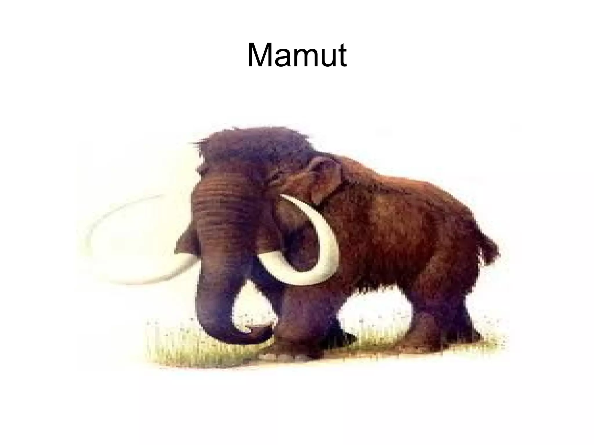 Mamut daniel salgado | ODP