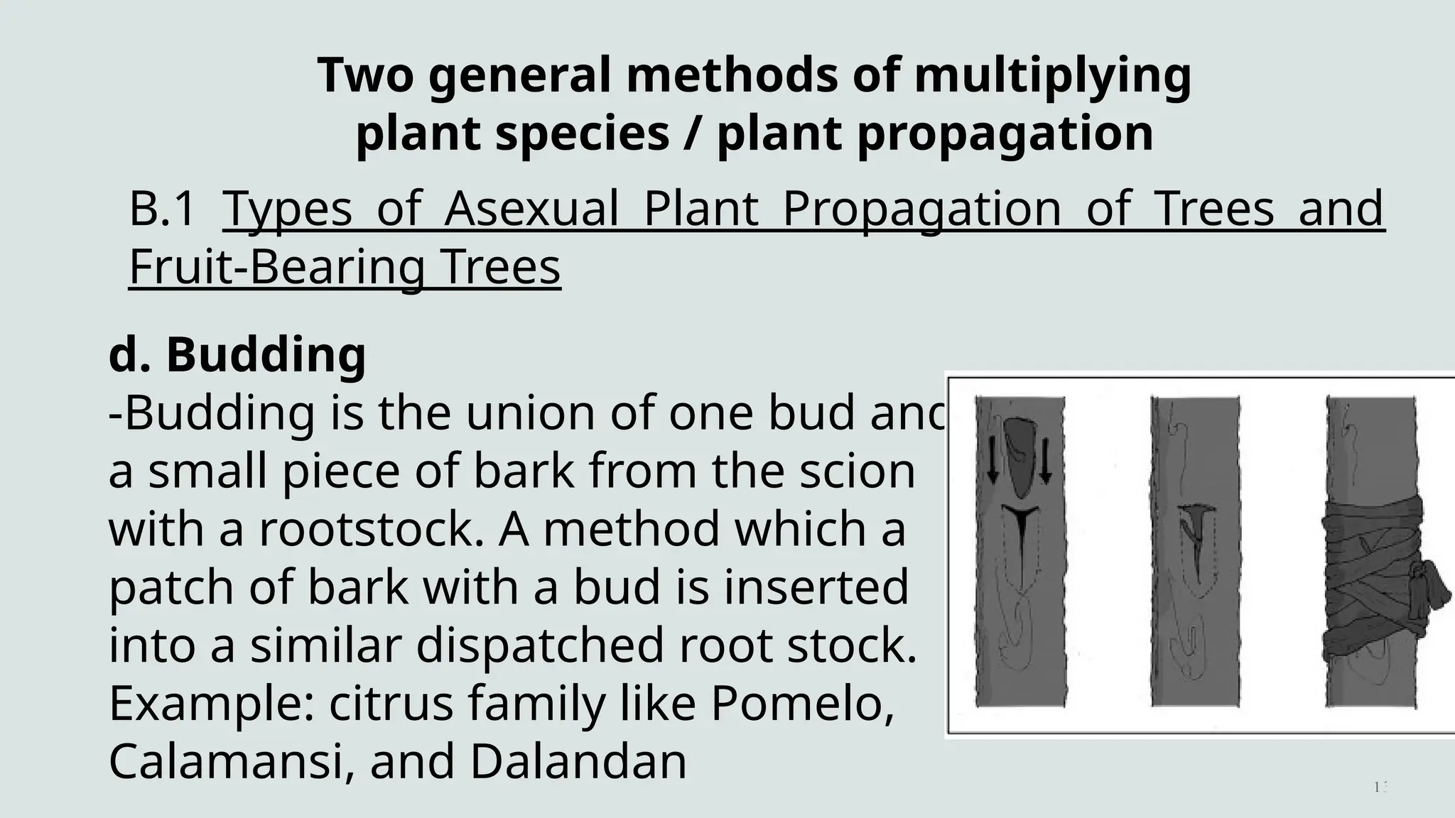 QUARTER 2 - TLE MANAGement-of-Orchard.pptx
