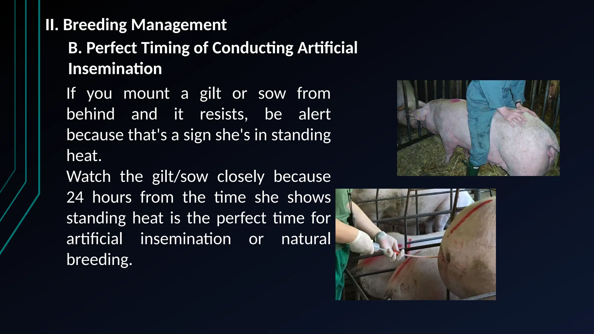 Management-of-Sow-and-gilt-at-breeding-time.Analyndfgggggg-1.pptx