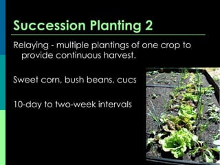 Management succession, interplanting | PPT