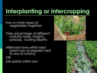 Management succession, interplanting | PPT