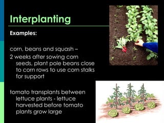 Management succession, interplanting | PPT
