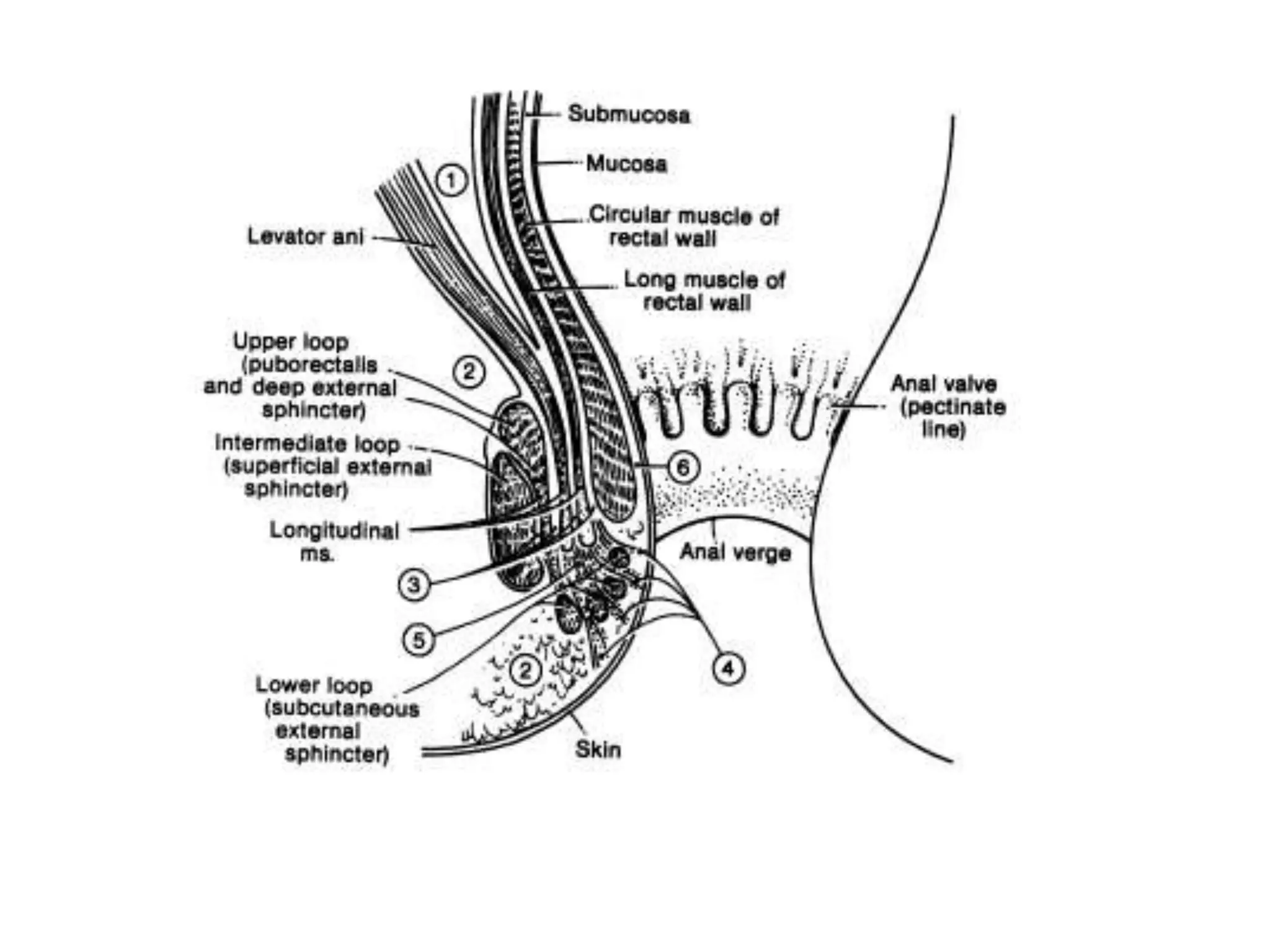 Management and surgical procedures of Hirschsprung disease | PPTX