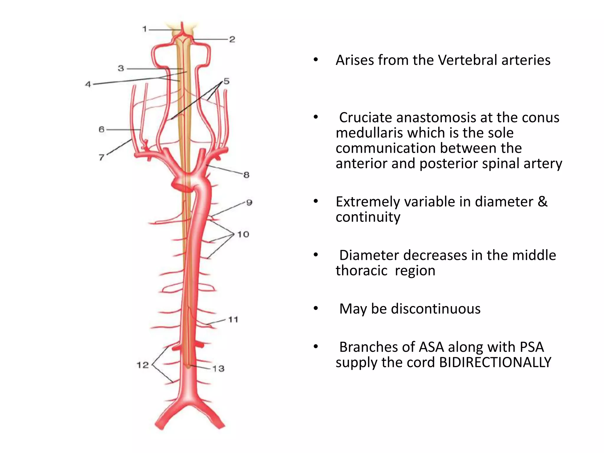 SPINAL CORD PROTECTION MANAGEMENT IN COARCTATION OF AORTA SURGERY | PPTX
