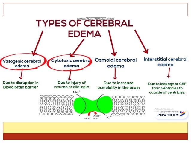 Management of Cerebral Edema in Brain Tumors | PPTX | Brain and Nervous ...