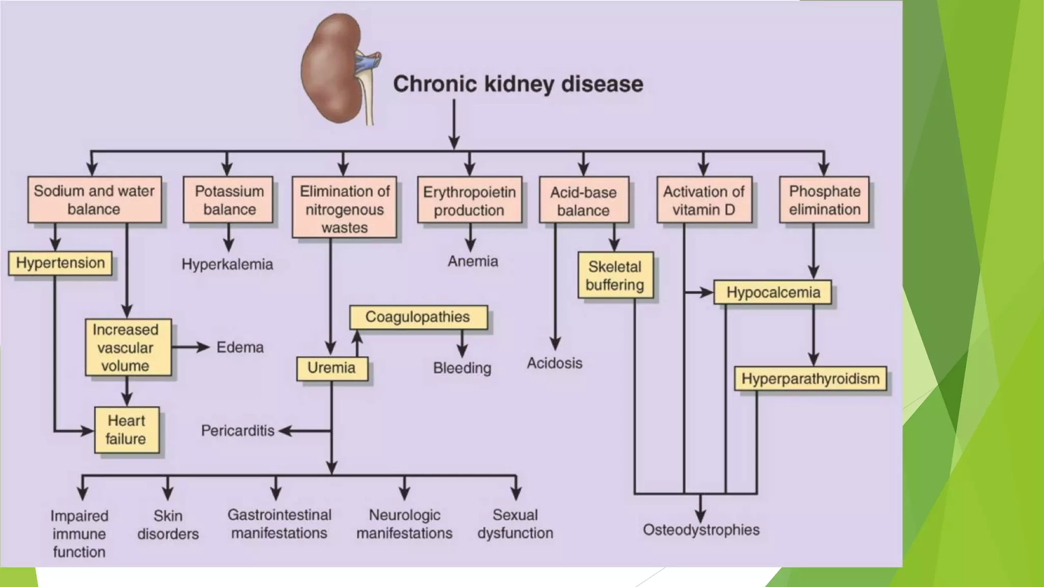 Management of ckd | PPTX