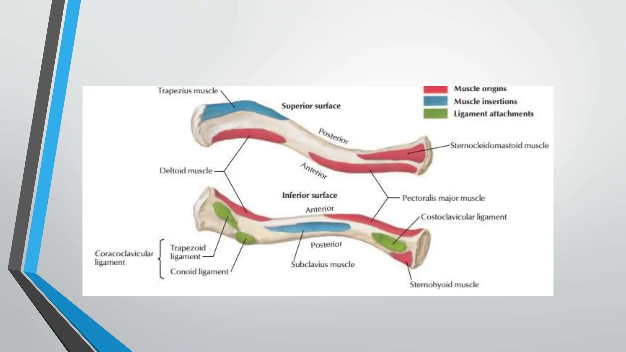 managements of the clavicle fracture.pptx