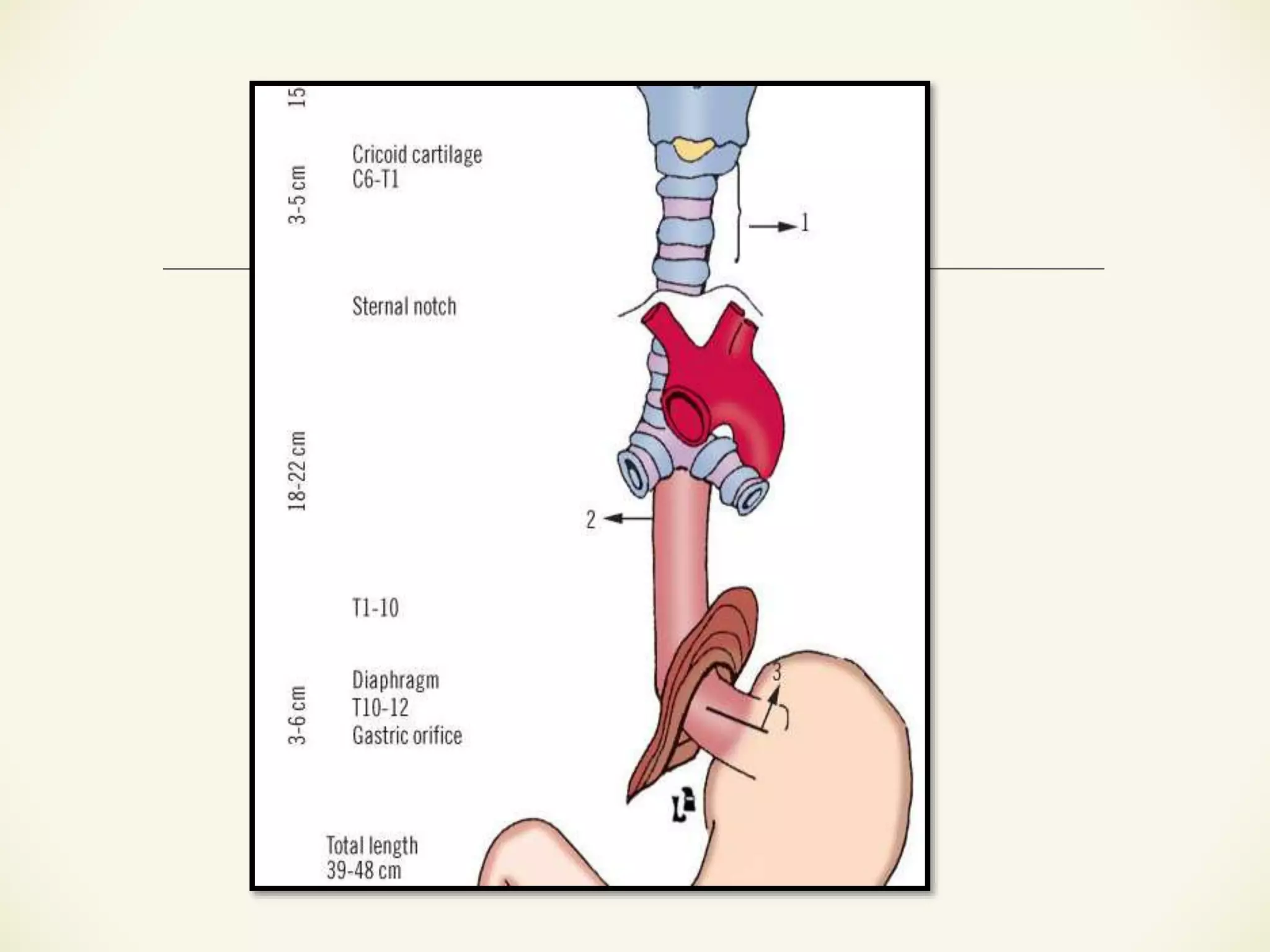 Management of Corrosive injuries - (GD) Disctrict Hospital Nashik.pptx