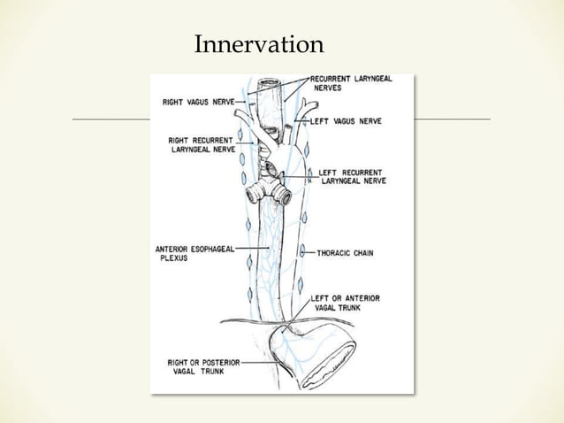 Management of Corrosive injuries - (GD) Disctrict Hospital Nashik.pptx ...