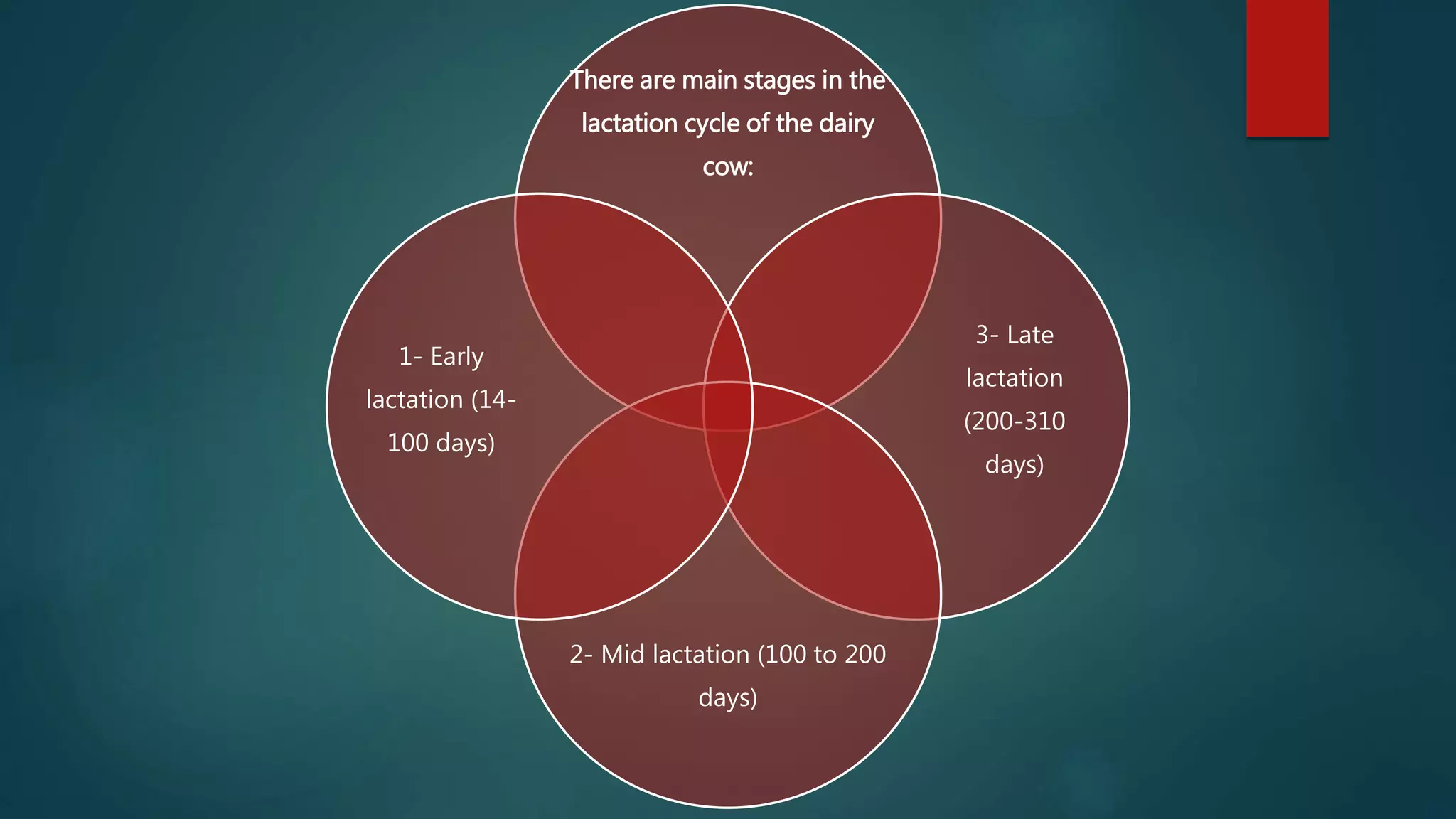 Management of dairy cattle | PPTX