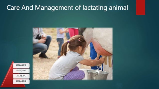 Management of dairy cattle | PPTX