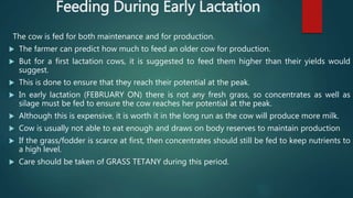 Management of dairy cattle | PPTX