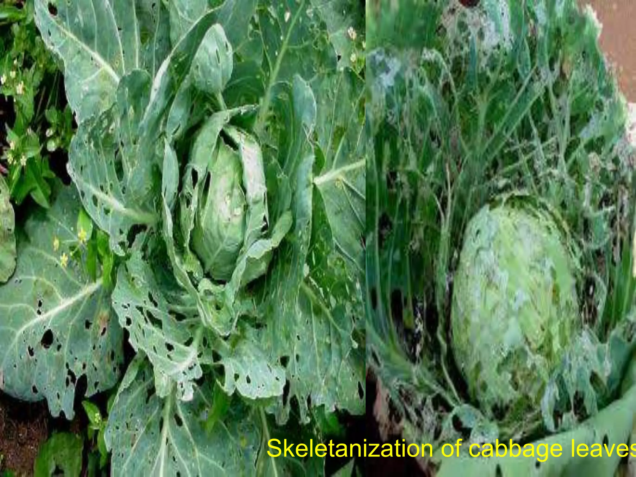 Management of diamond back moth (plutella xylostella linn ) on cabbage ...