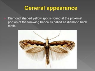 Management of diamond back moth (plutella xylostella linn ) on cabbage ...